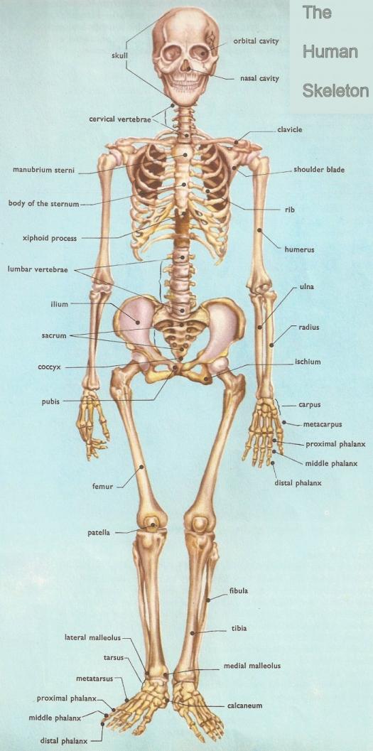 Anatomy Practice Quiz On Skeletal System ProProfs Quiz