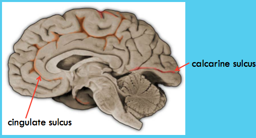 Intro Mind and Brain - Topic 2 - Foundation - Brains Flashcards by ProProfs