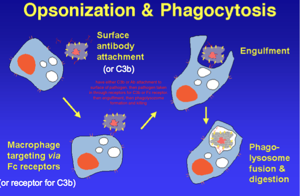 MICRO 408 Section 2 Flashcards by ProProfs