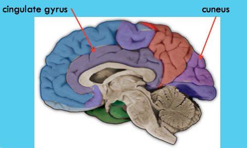 Intro Mind And Brain - Topic 2 - Foundation - Brains Flashcards by ProProfs