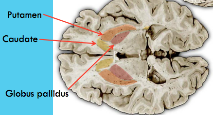 Intro Mind and Brain - Topic 2 - Foundation - Brains Flashcards by ProProfs