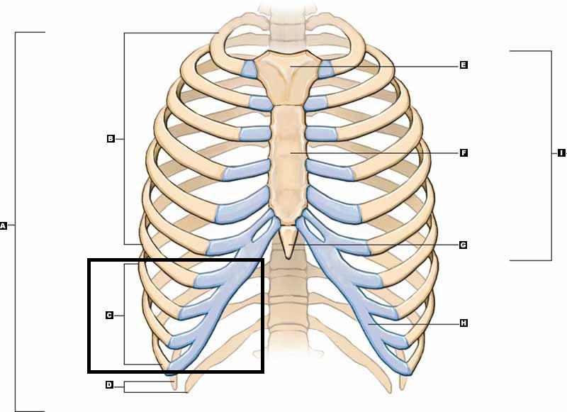 Vertebrochondral Ribs Number