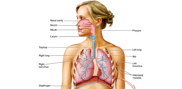 How Do The Lungs Work ProProfs Discuss how-do-the-lungs-work-proprofs-discuss
