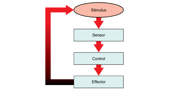 What Is Homeostasis Definition Examples Homeostasis